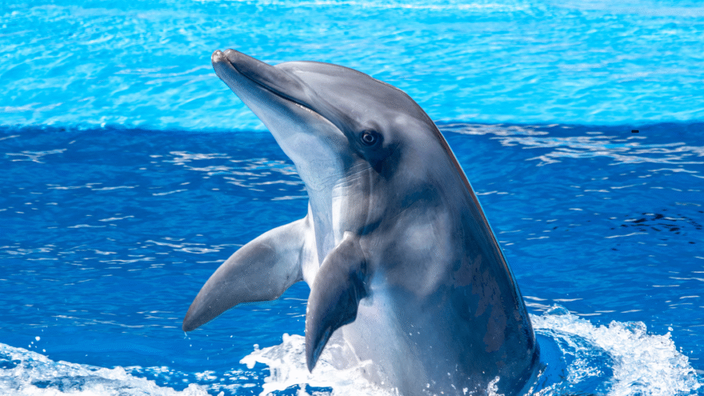 15 Fun And Fascinating Dolphin Facts For Kids - Mom With Vibe